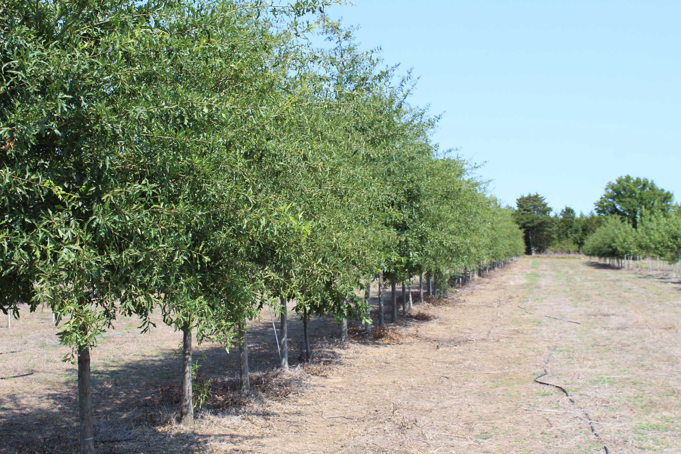 Allee Elm - Ulmus parvifolia Emer II – Landgraf Farms