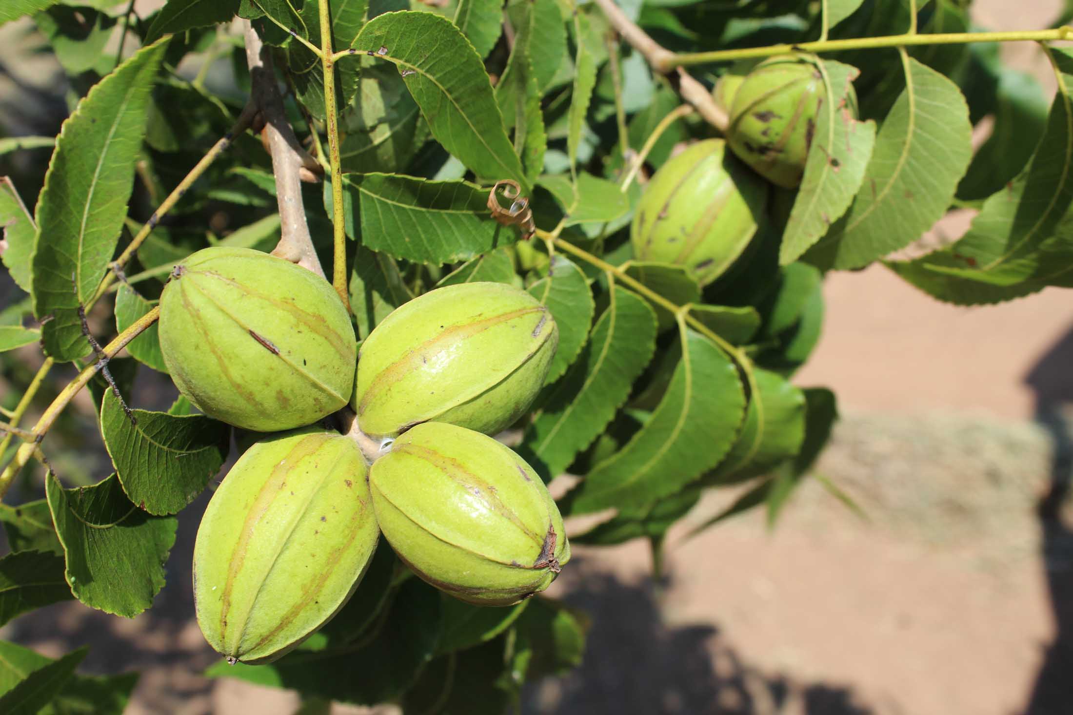 Our Trees – Landgraf Farms