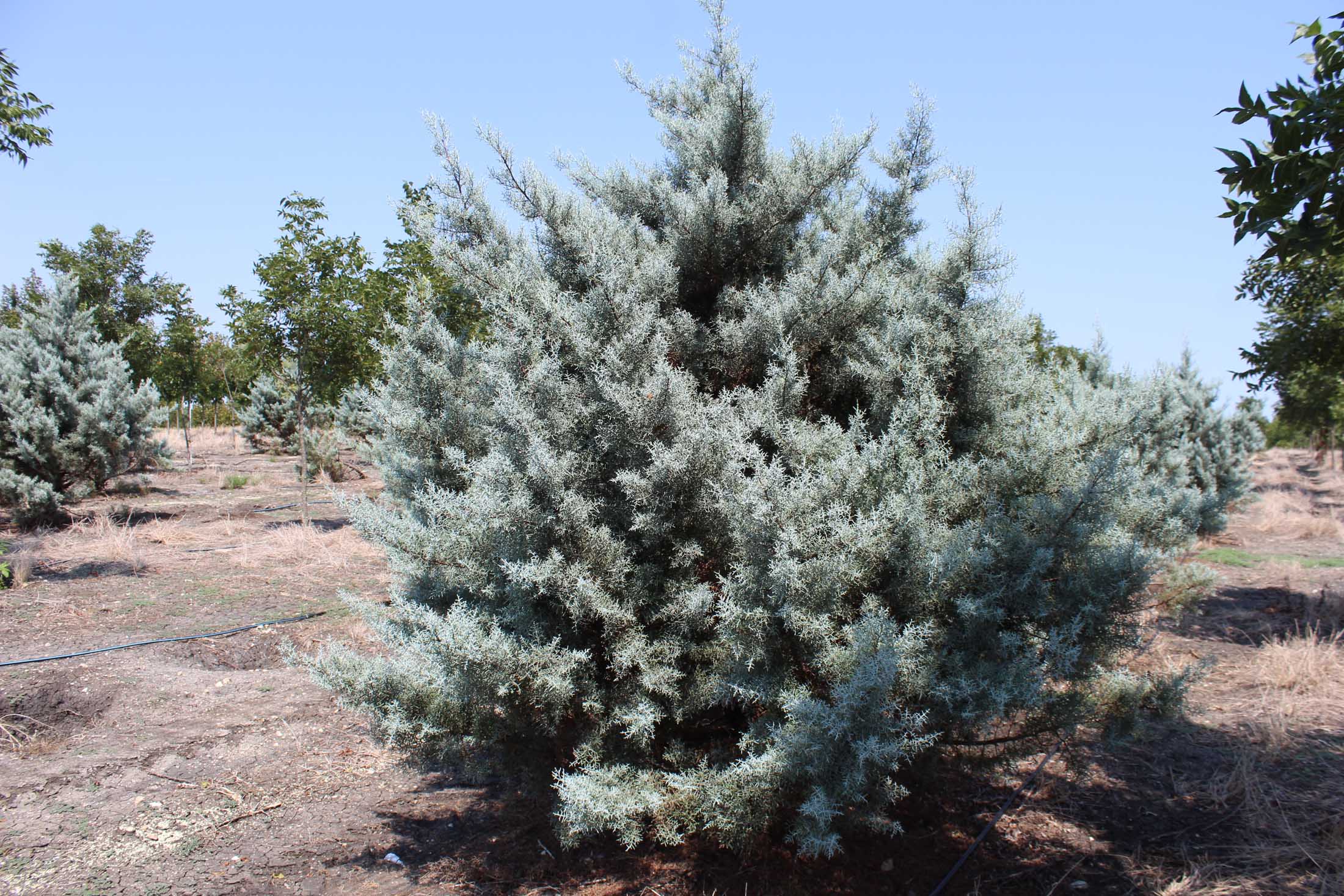 Arizona Blue Cypress - Cupressus arizonica – Landgraf Farms